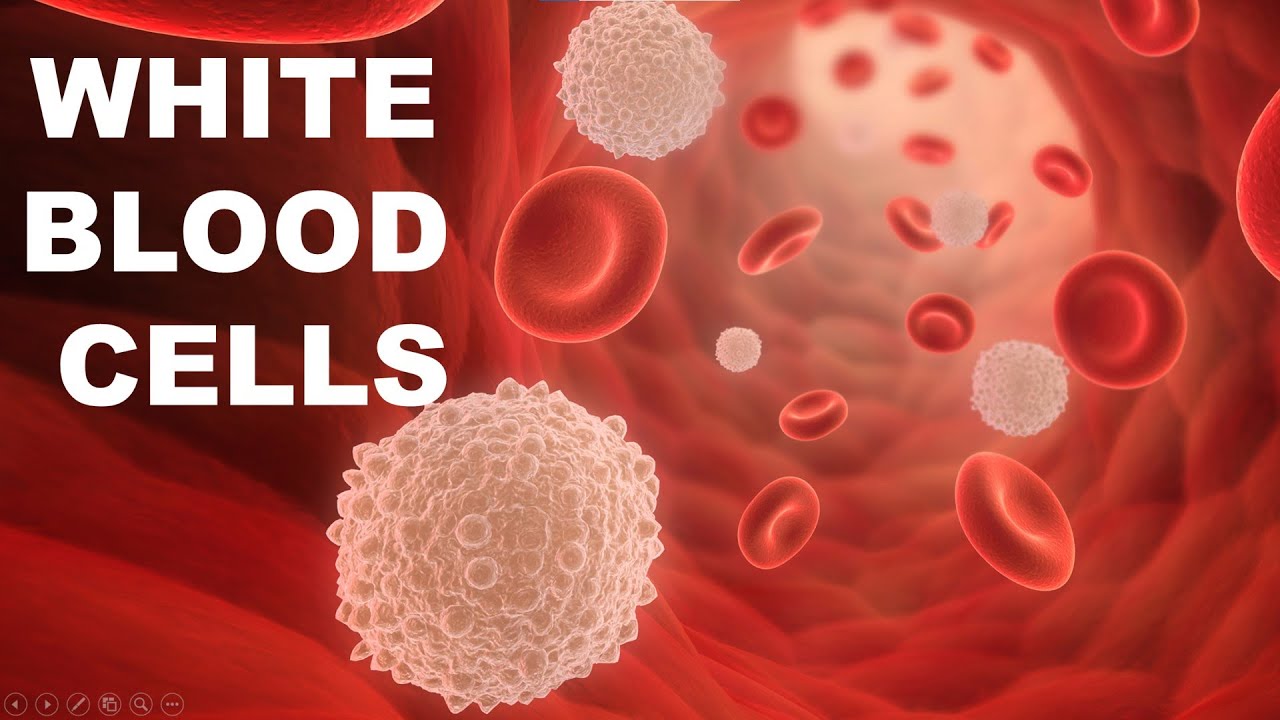 White Blood Cells| what is white blood cells| Function of white blood ...