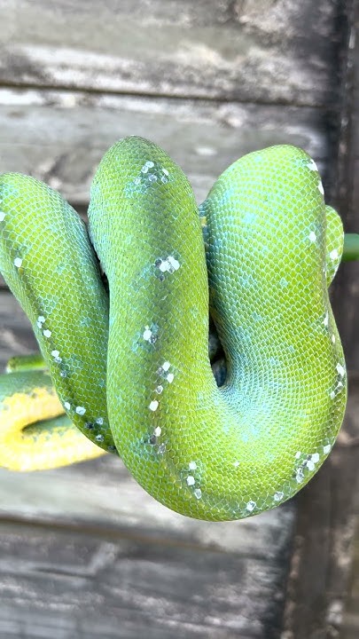 Awesome Aru Green Tree Python (Morelia viridis) - YouTube