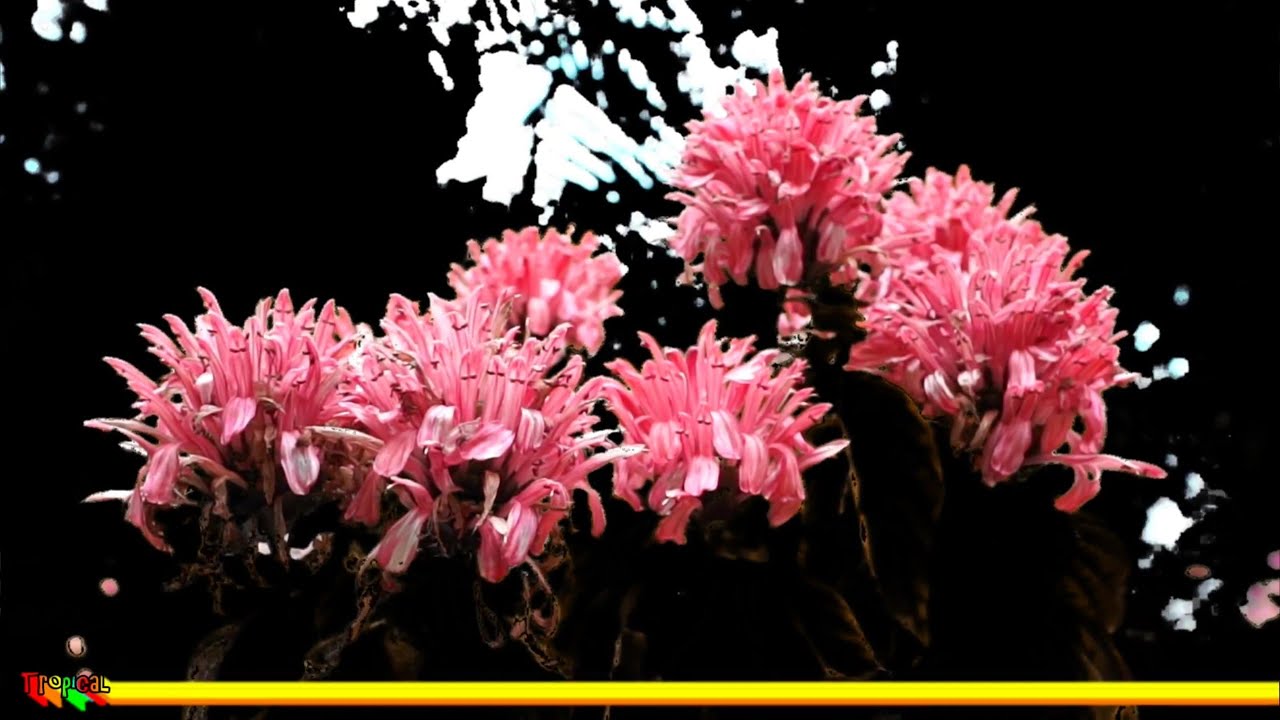 🌴FLOR DE FLAMINGO!🌴/// Brazilian Plume Flower! Justicia Carnea 'Holanda ...