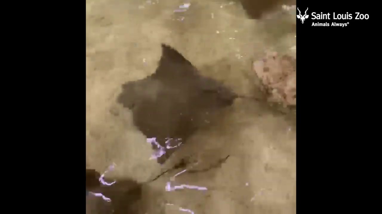 Stingrays return to the Saint Louis Zoo - YouTube
