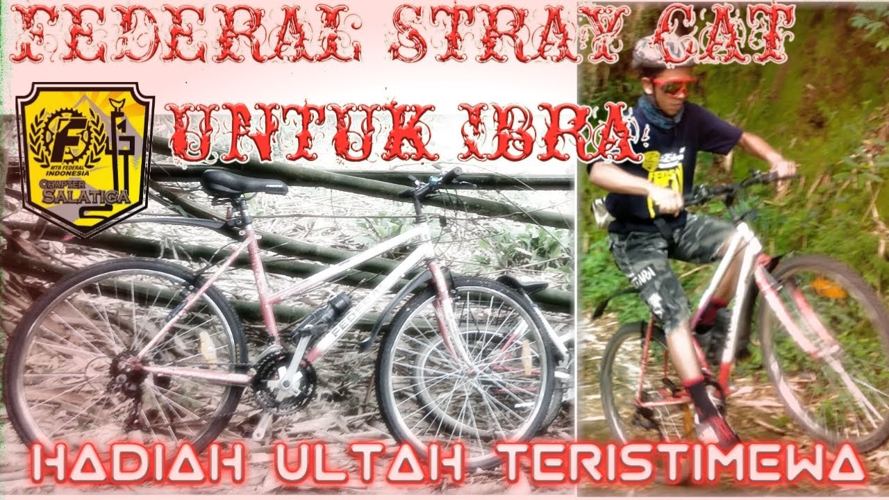 Federal Lady Stray Cat hadiah Anniversary 2 Federal Salatiga untuk Ibra ...