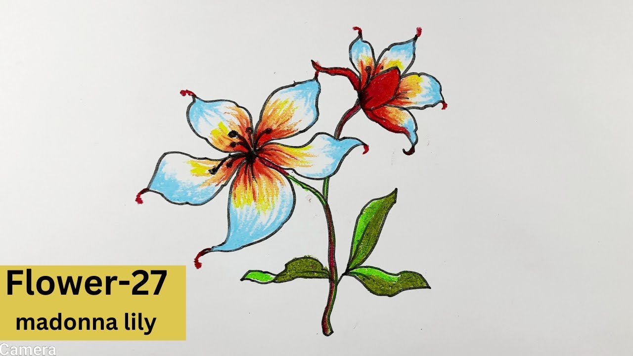 madonna lily/ how to draw madonna lily/ easy madonna lily for kids ...