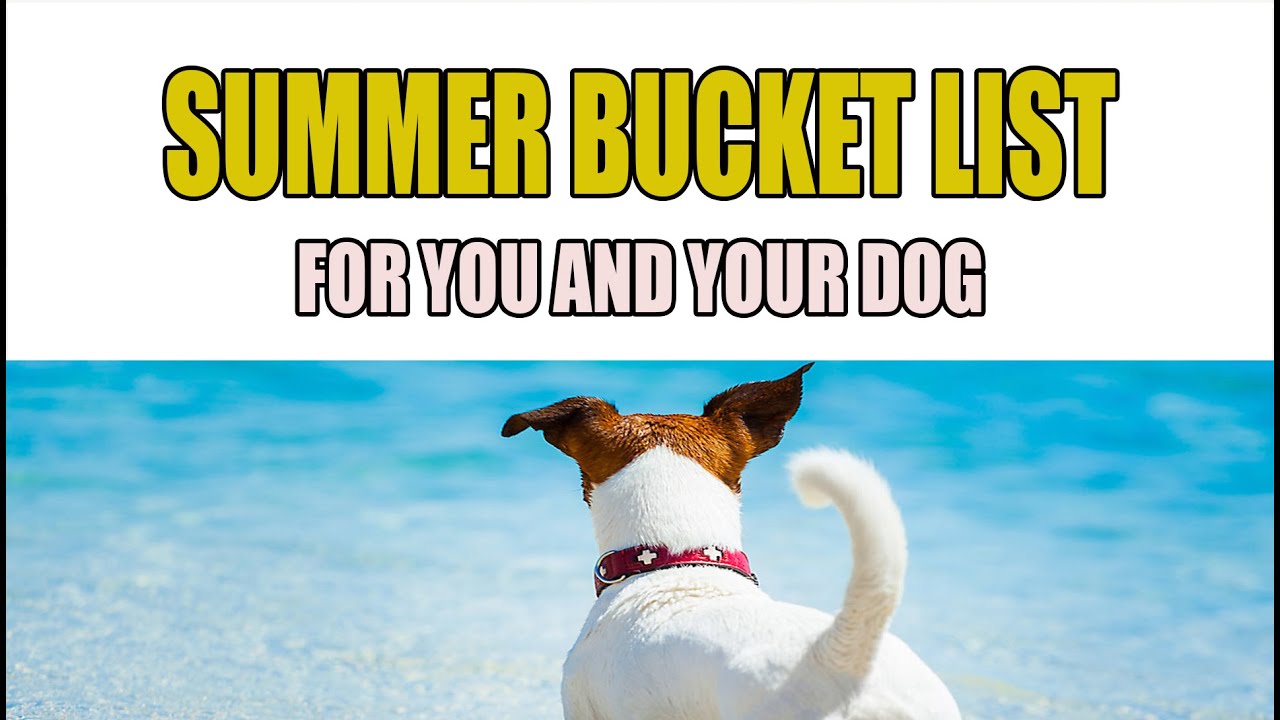 Summer Bucket List Ideas - What to Do in the SUMMER With a Dog - YouTube