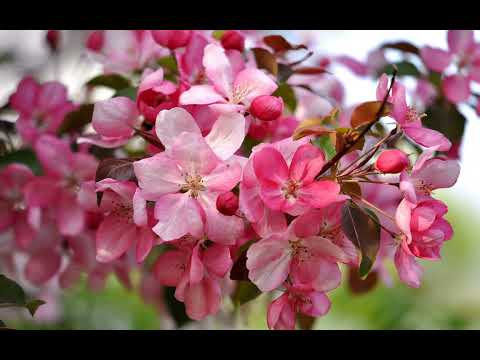 Mesut Cakarli   Sensiz Olamam