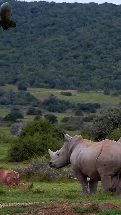 Fights Lion vs Rhino - YouTube