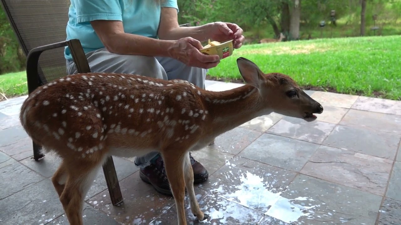 Dinner with Bambi the Whitetail Deer Fawn (day 14) - YouTube