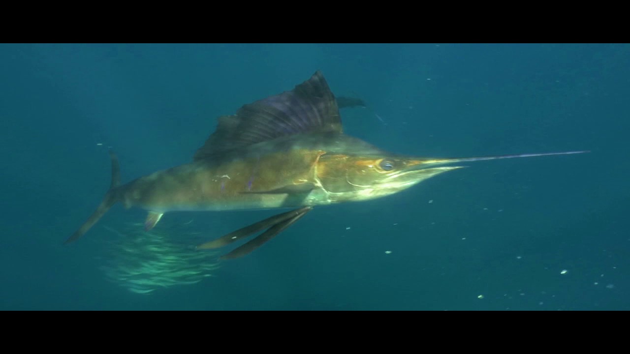 SAIL FISH_PESCI VELA_The Faster Predator! - YouTube