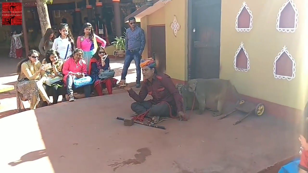 Monkey dance//bandar bandariya ka shadi ka khel - YouTube