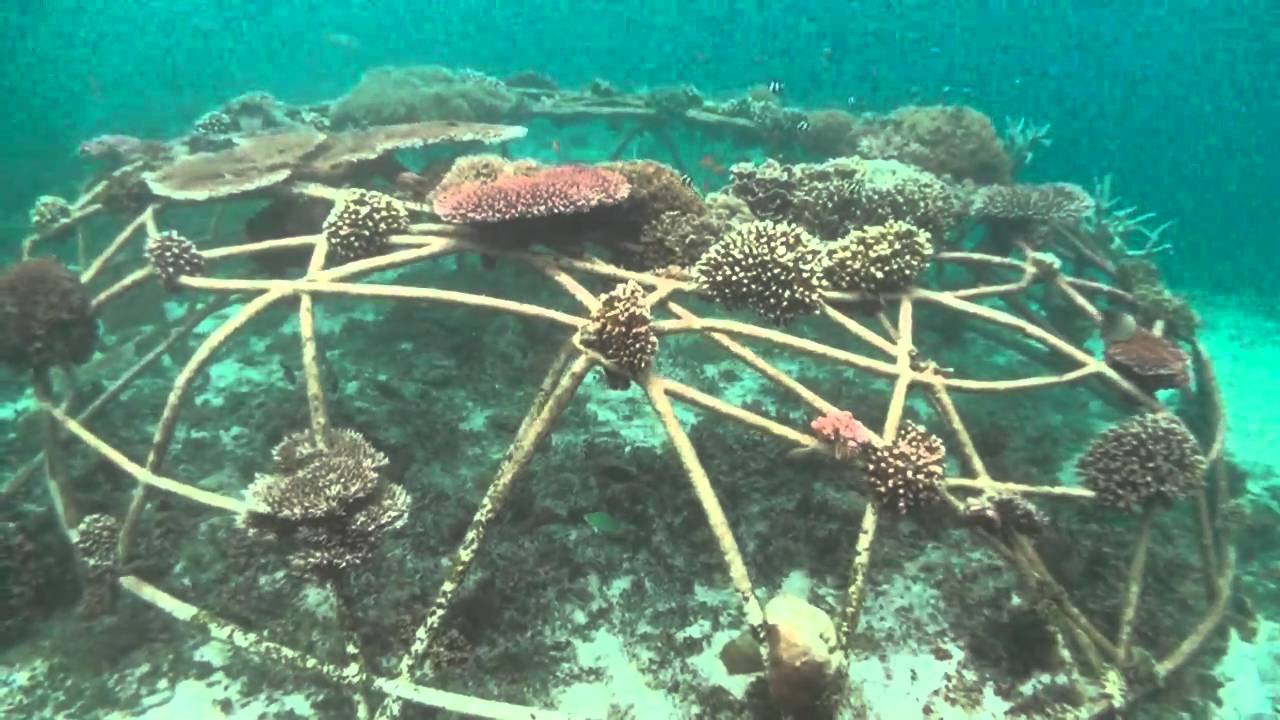 Big Bubble Shallow structures Biorock Coral Reef Restoration Gili ...
