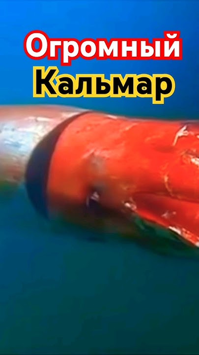 Огромный Кальмар Тихого Океана СМОТРИТЕ ПОЛНОЕ ВИДЕО океан Youtube