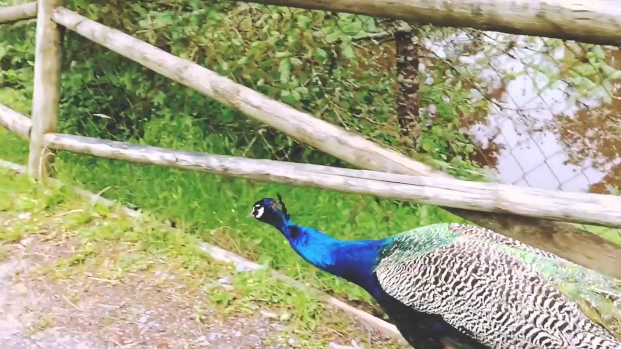 Peacock strut - YouTube