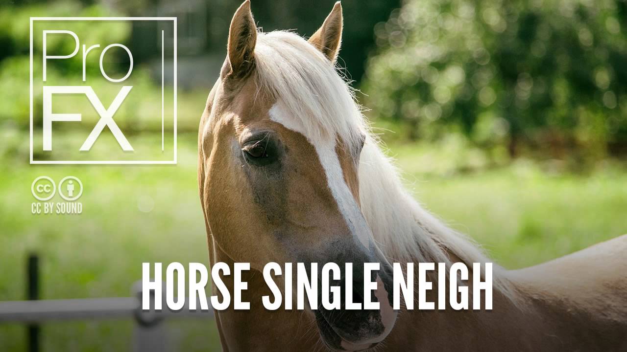 Horse Neigh Sound Fx at Diane Carey blog