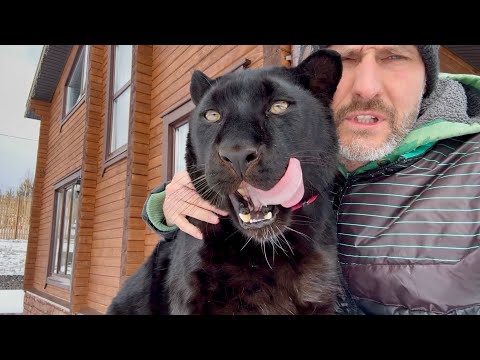 Morning walk around the grounds with Luna the panther 😺(ENG SUB)