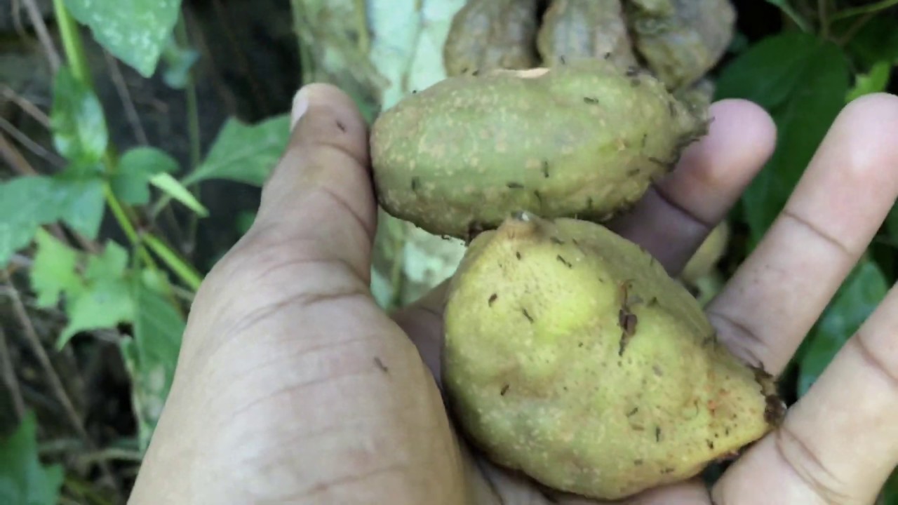 Naminam /Nam nam /cynometra cauliflora / Sri lankan fruits /How to grow ...