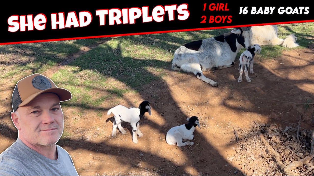 OREO Had Triplets. 16 Baby Goats On The Farm. We Are Having A Great ...