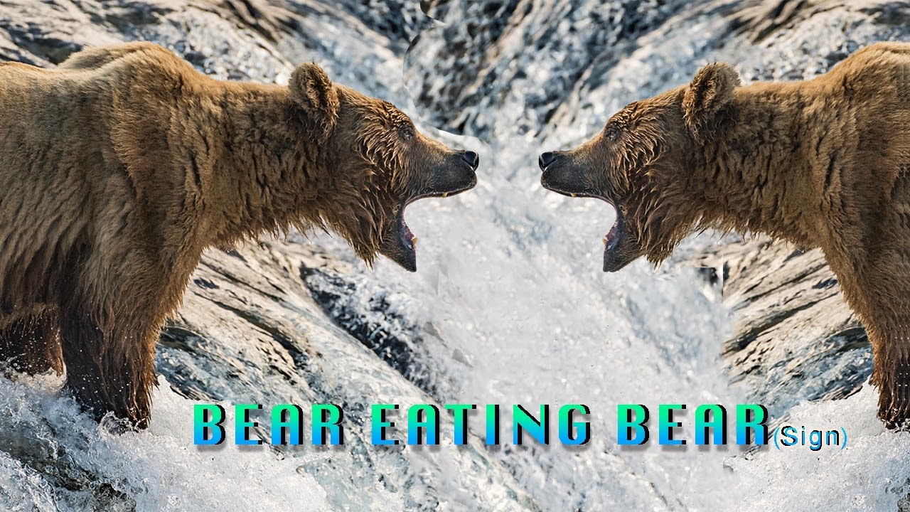 Bear eating Bear - YouTube