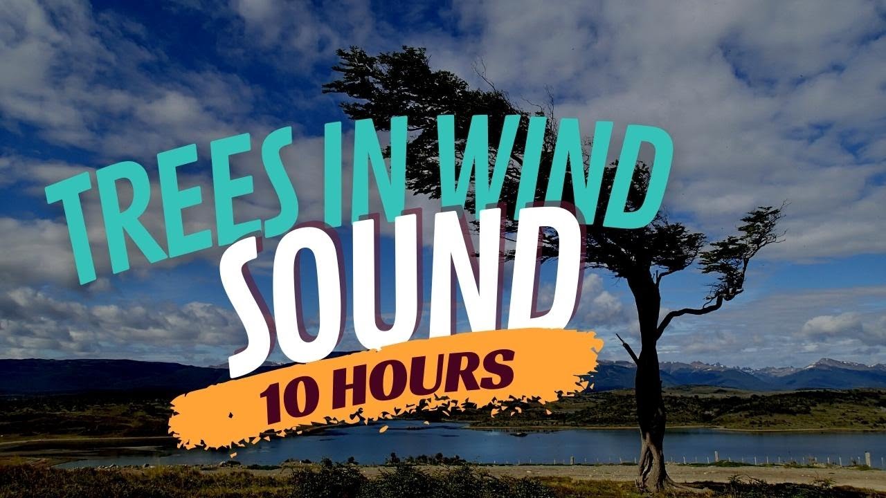 Trees in Wind and Trees Blowing in the Wind 🌳 Nature Wind Blowing Trees ...