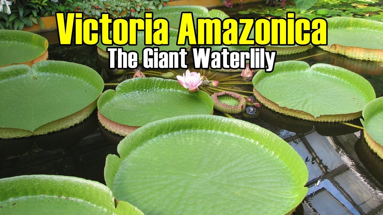 Victoria Amazonica, The Giant Waterlily. - YouTube