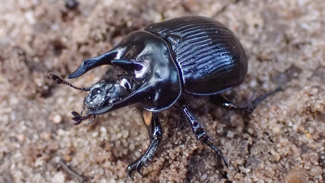 Driehoornmestkever/Minotaur beetle (Typhaeus typhoeus) Mannetje/Male ...