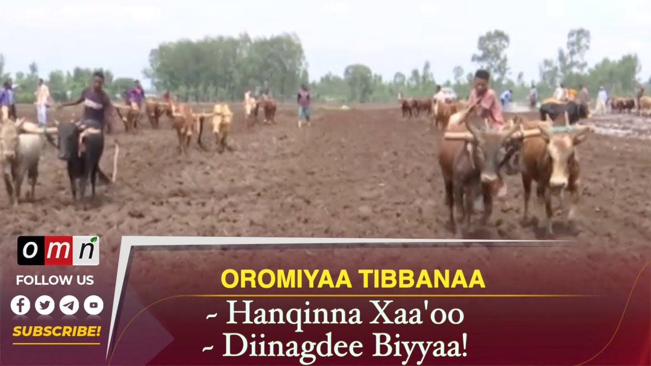 OMN OROMIYAA TIBBANAA Hanqinna Xaa'oo fi Diinagdee Biyyaa! ADOOLESSA 17 ...