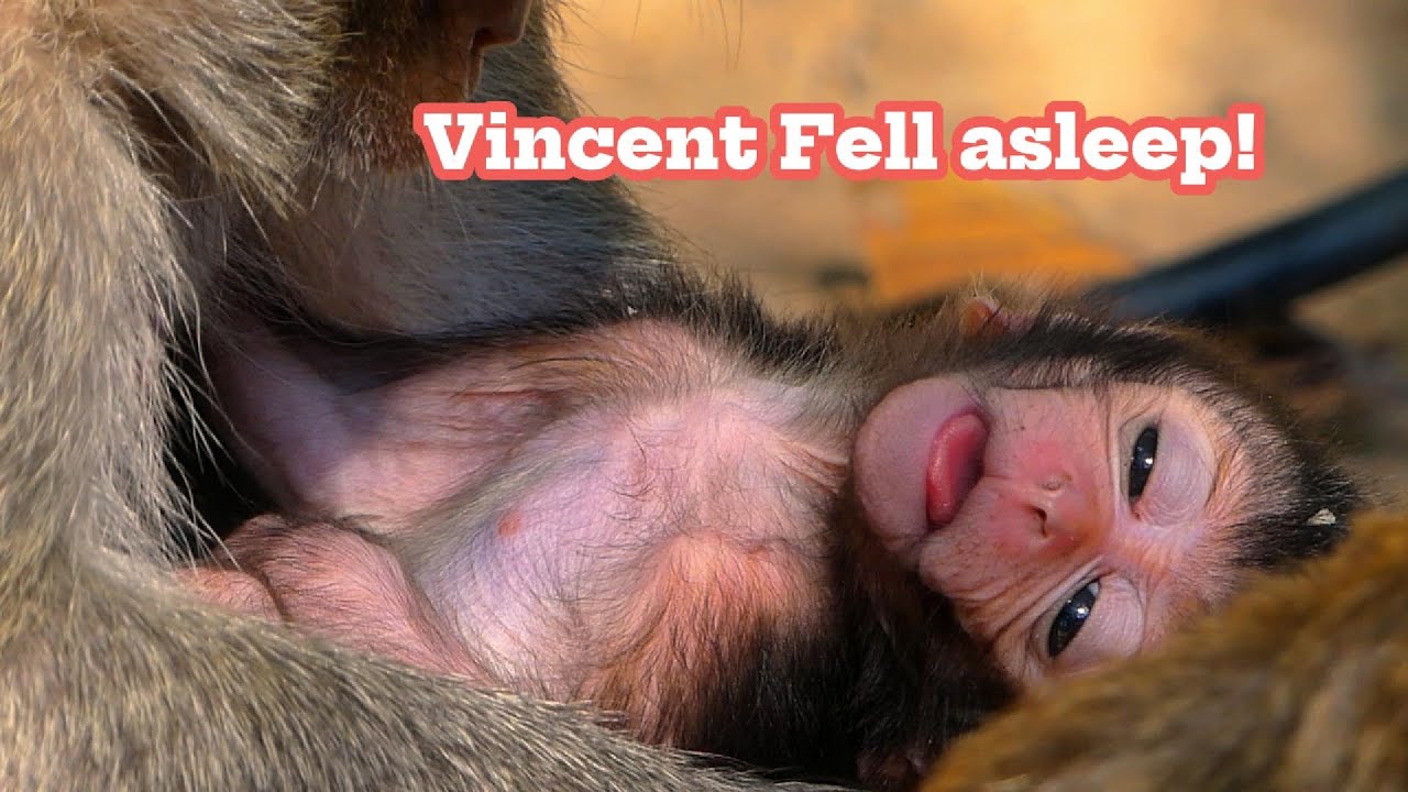 Peaceful and Precious! Vincent Falls Asleep in the Sweetest Way 🌸💞 ...