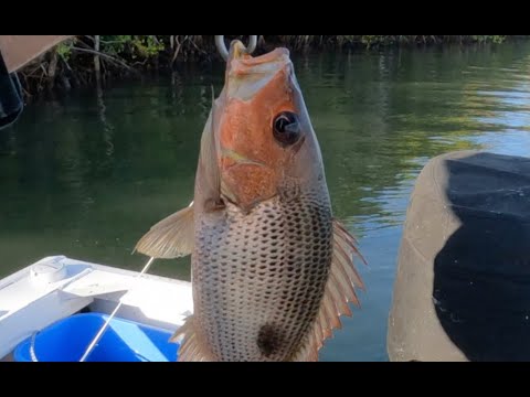 FNQ FISHING Mangrove Jacks and Finger mark Snapper - YouTube