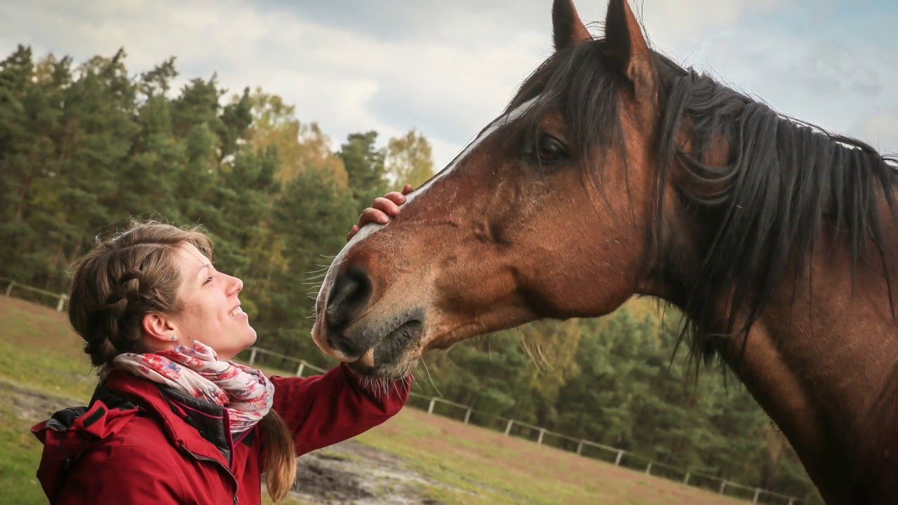 Aufgalopp der Senner Pferde im Naturschutzgebiet Moosheide - YouTube