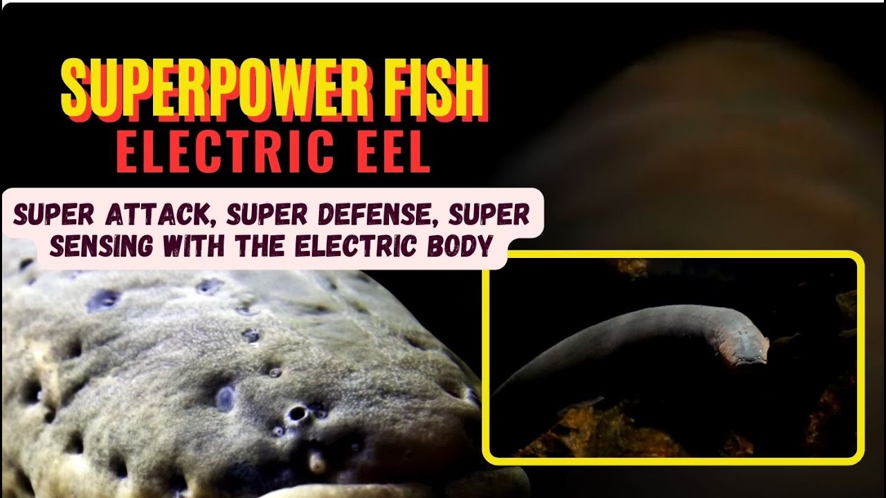 SUPERPOWER FISH: ELECTRIC EEL. SUPER ATTACK, SUPER DEFENSE, AND SUPER SENSING WITH ELECTRIC BODY ...