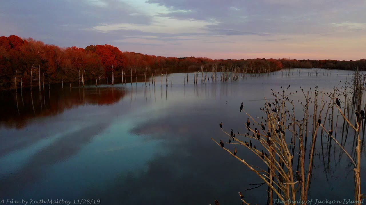 The Birds of Jackson Island - YouTube