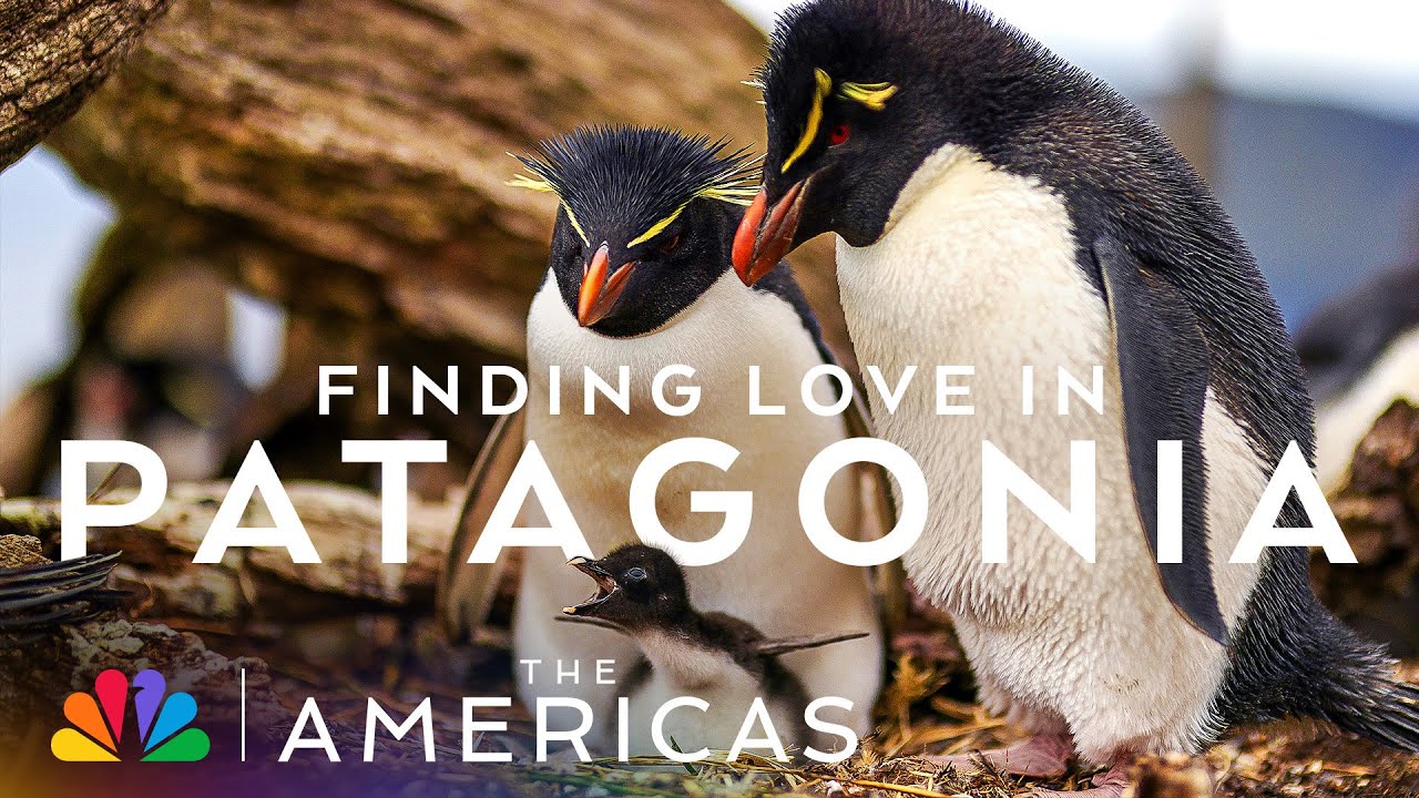 If the Penguins from NBC's The Americas Had Their Own Dating Show | The ...