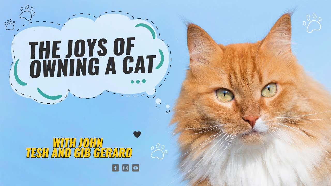 The Joys of Owning a Cat with John Tesh and Gib Gerard - YouTube