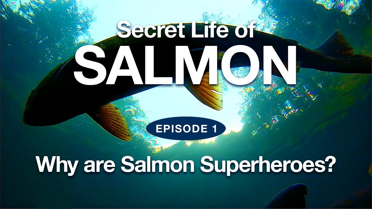 Secret Life of Salmon | Episode 1 - "Why are Salmon Superheroes?" - YouTube