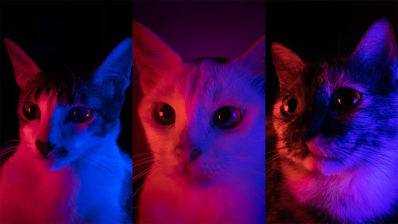 Photoshoot Idea For Your Pets YouTube photoshoot-idea-for-your-pets-youtube