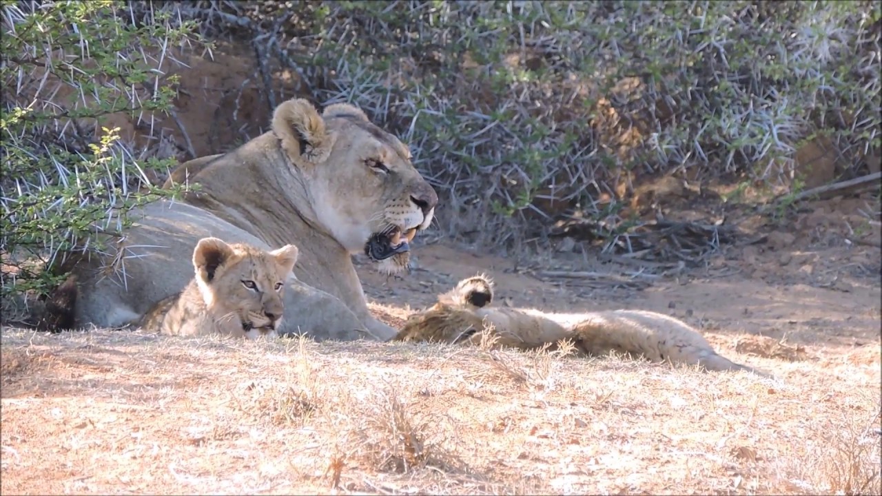 Grumpy lioness with cubs - YouTube