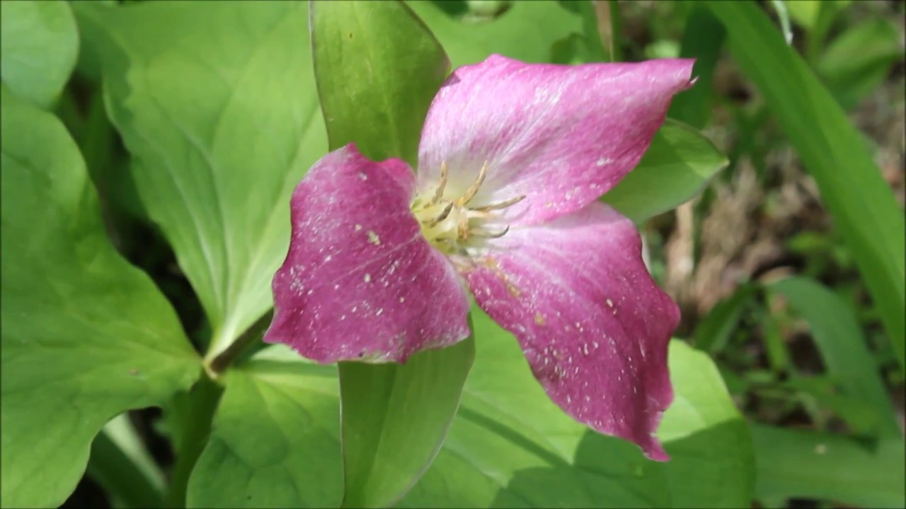 Wildflowers Of Cumberland County, KY - YouTube