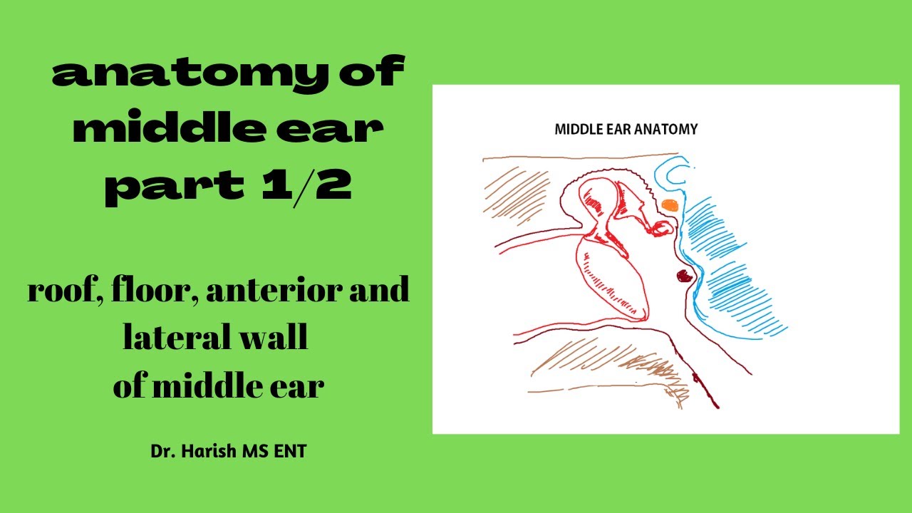 Anatomy of middle ear part 1 | roof, floor, anterior and lateral walls ...