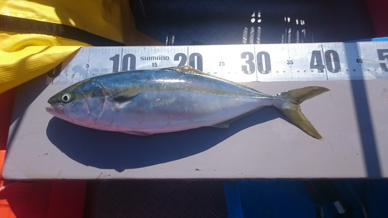 表層にハマチの群れ出現 キャスティングでキャッチ成功！ young yellowtail - YouTube