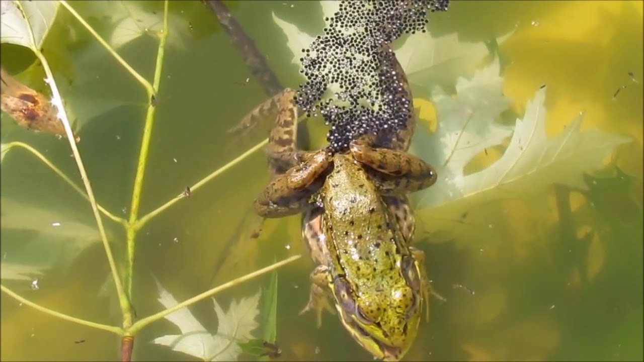 Voortplanting gewervelden - YouTube