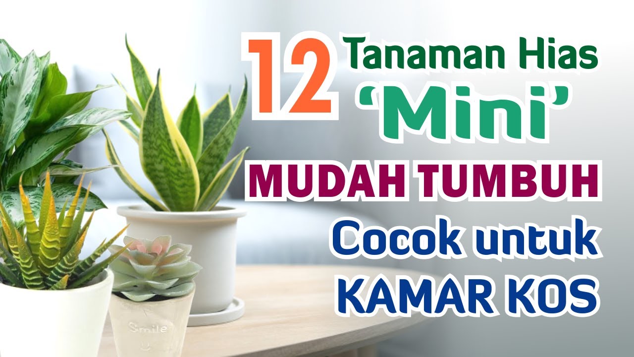 12 Tanaman Hias Mini yang Mudah Tumbuh, Cocok untuk Kamar Kos - YouTube