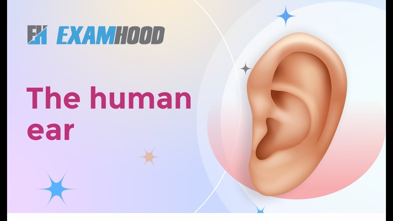 The human ear - YouTube