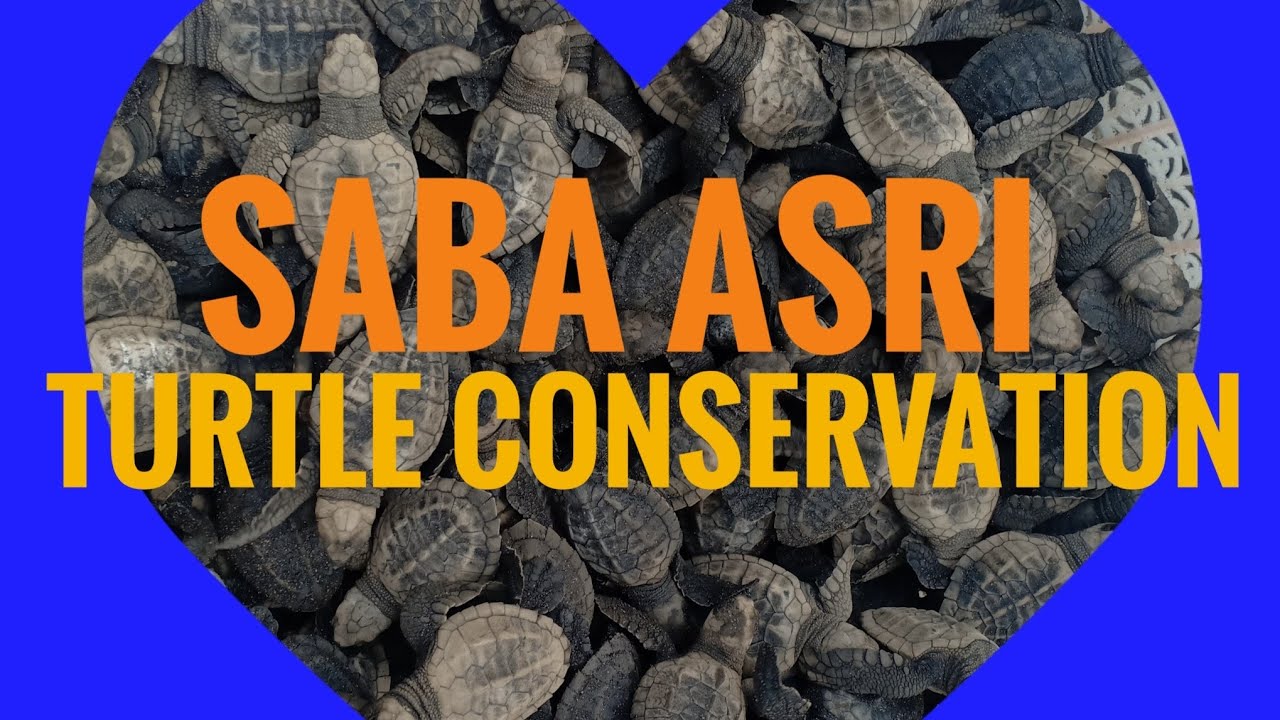 Saba Asri Turtle Conservation - YouTube