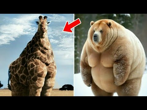 25 Fattest Animals Ever Seen | Versatile dani - YouTube