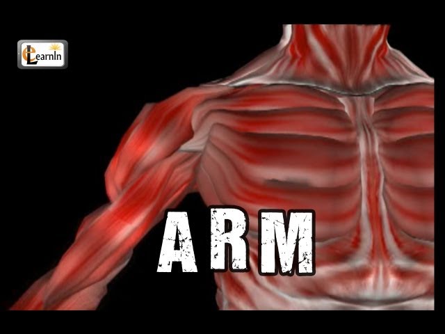 Arm Anatomy