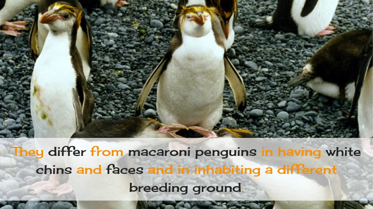 16 Wonderful Facts You Should Know About Royal Penguin YouTube 16-wonderful-facts-you-should-know-about-royal-penguin-youtube