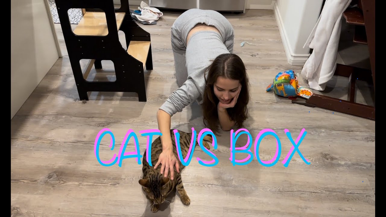 Bengal Cat vs Box - YouTube