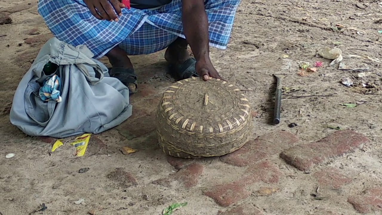 Al keute snake - YouTube