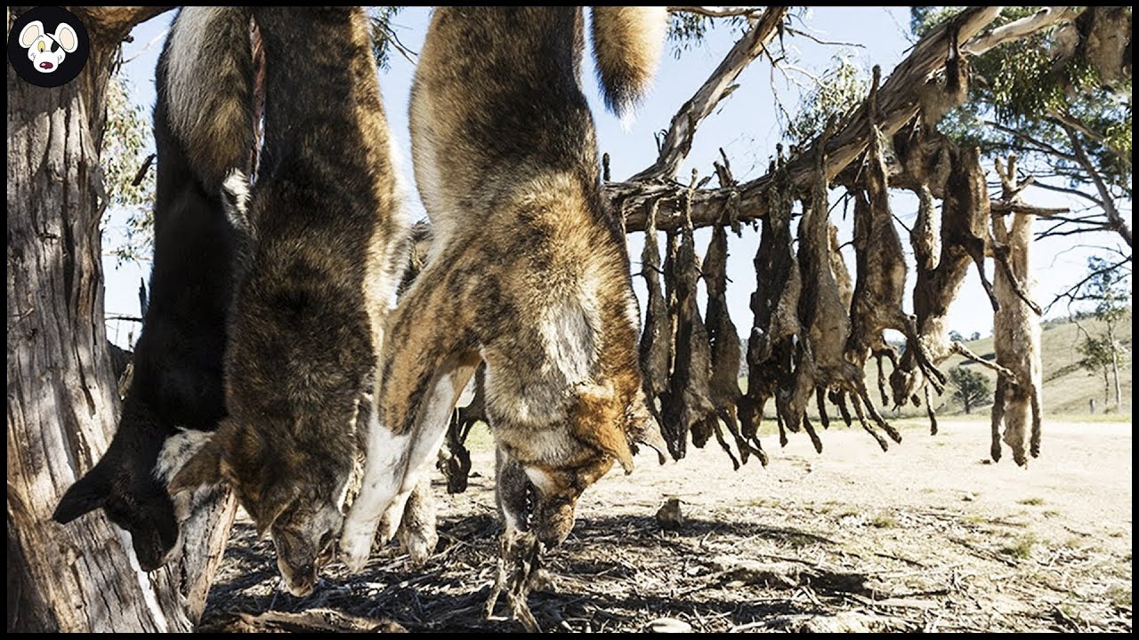 Incredible! Millions Of Wolf, Wild Boars Attack Farms At Night Are ...