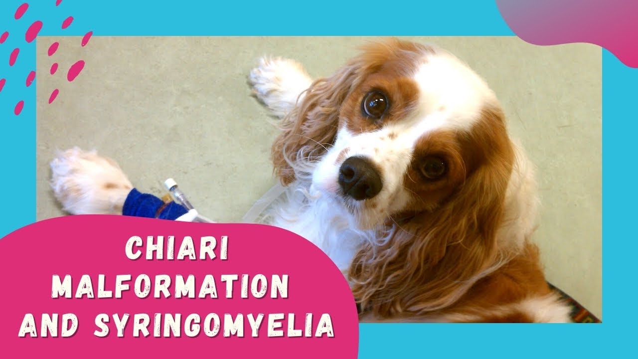 Chiari Malformation and Syringomyelia in dogs and Cavalier King Charles ...
