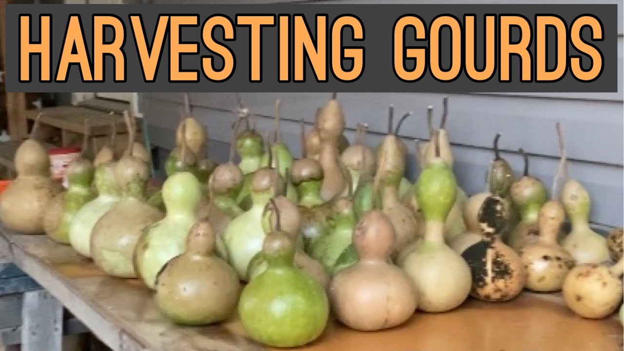 4. Harvesting Gourds - YouTube