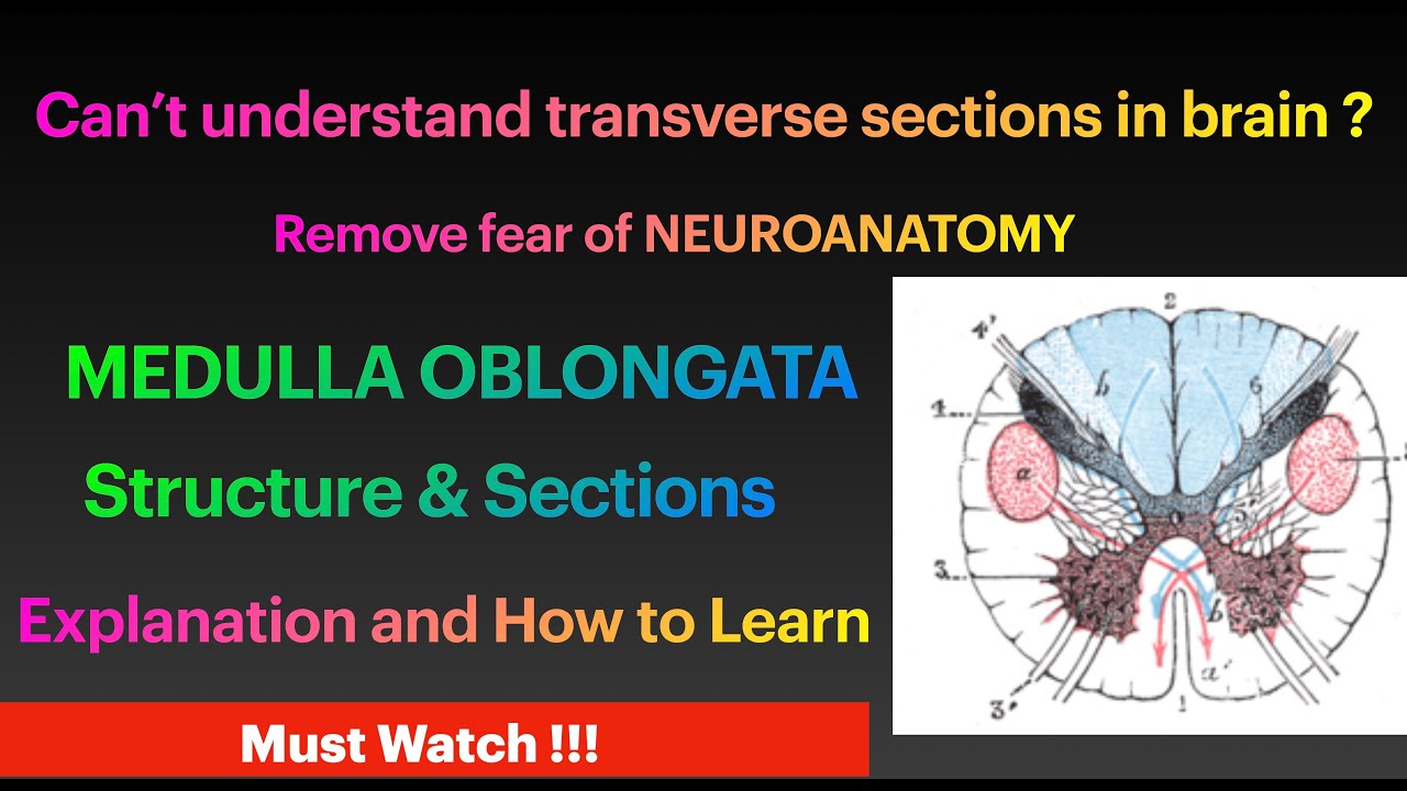 Neuroanatomy Medulla Oblongata - Structure and how to remember ...